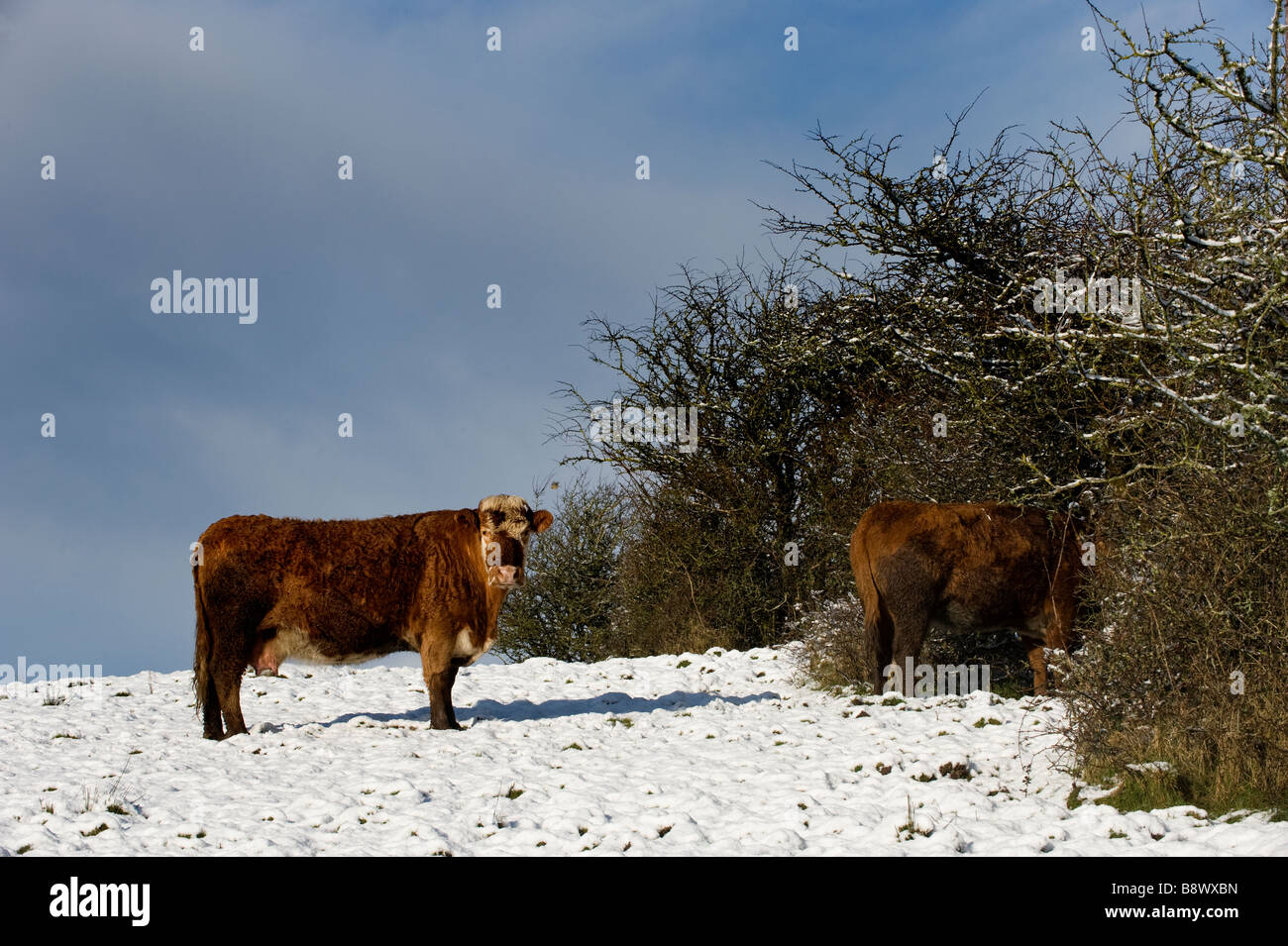 Cattle in a snow covered field, County Mayo, Ireland Stock Photo - Alamy