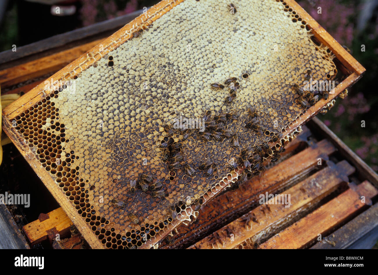 A honeycomb ontop of a beehive Stock Photo - Alamy
