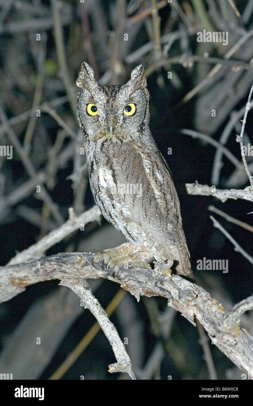 Western Screech-Owl Megascops kennikottii Stock Photo - Alamy