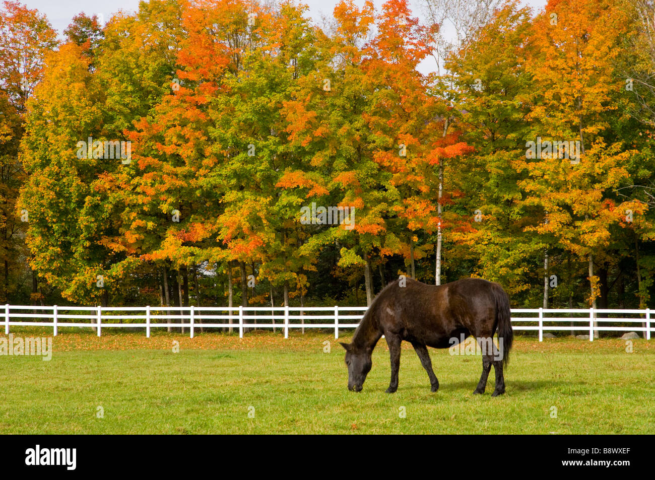 A horse grazing in a pasture with fall foliage at the Cedar Grove Farm ...