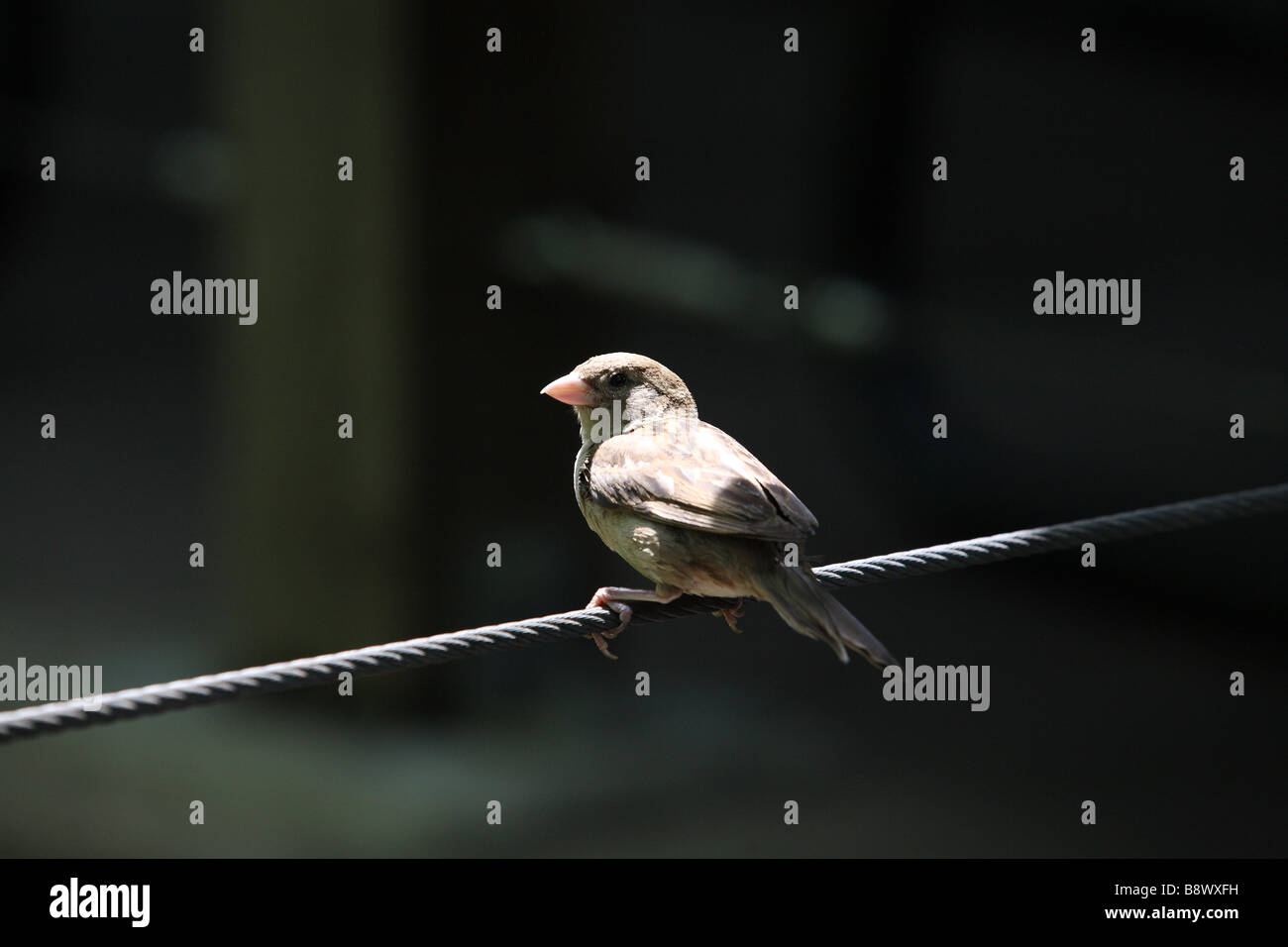Bird on a wire Stock Photo - Alamy