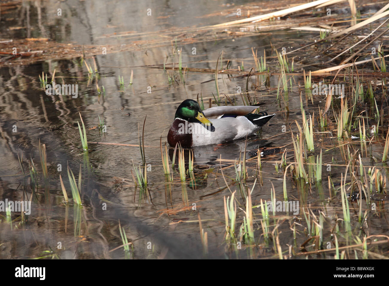 Mallard duck in pond Stock Photo - Alamy