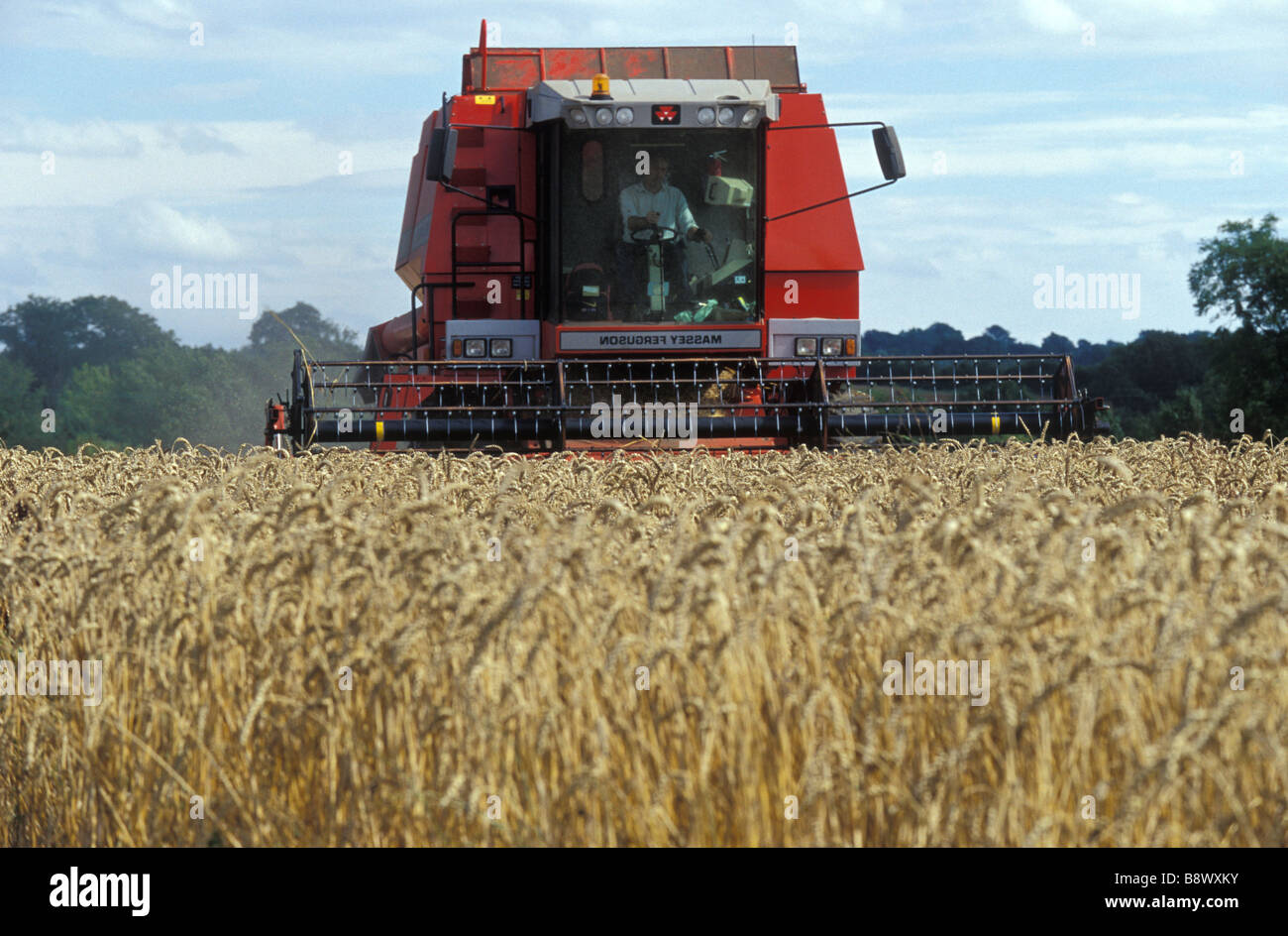 A combine harvester cutting a field of corn Stock Photo - Alamy