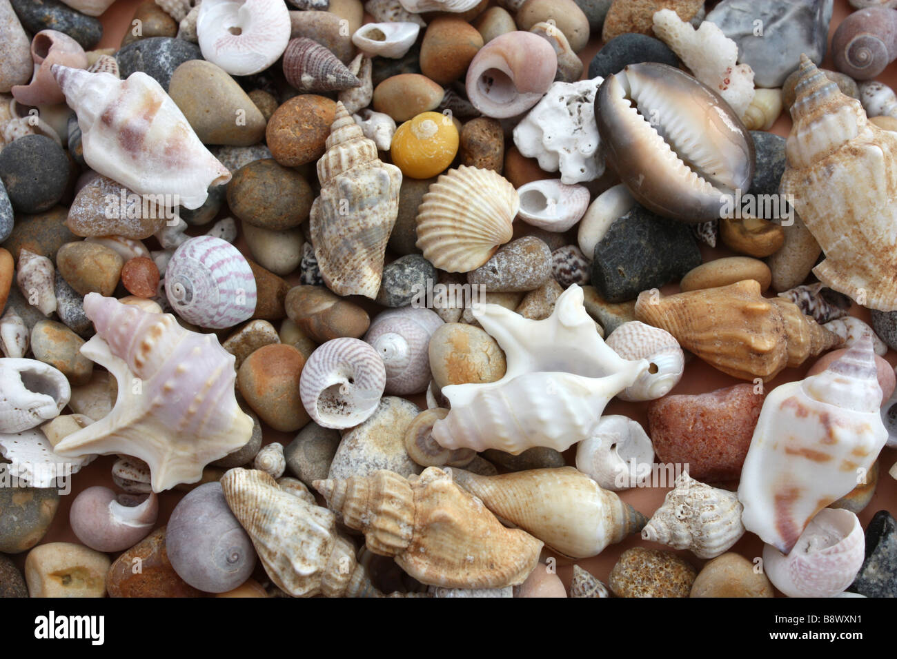 A Collection of Seashells Stock Photo - Alamy