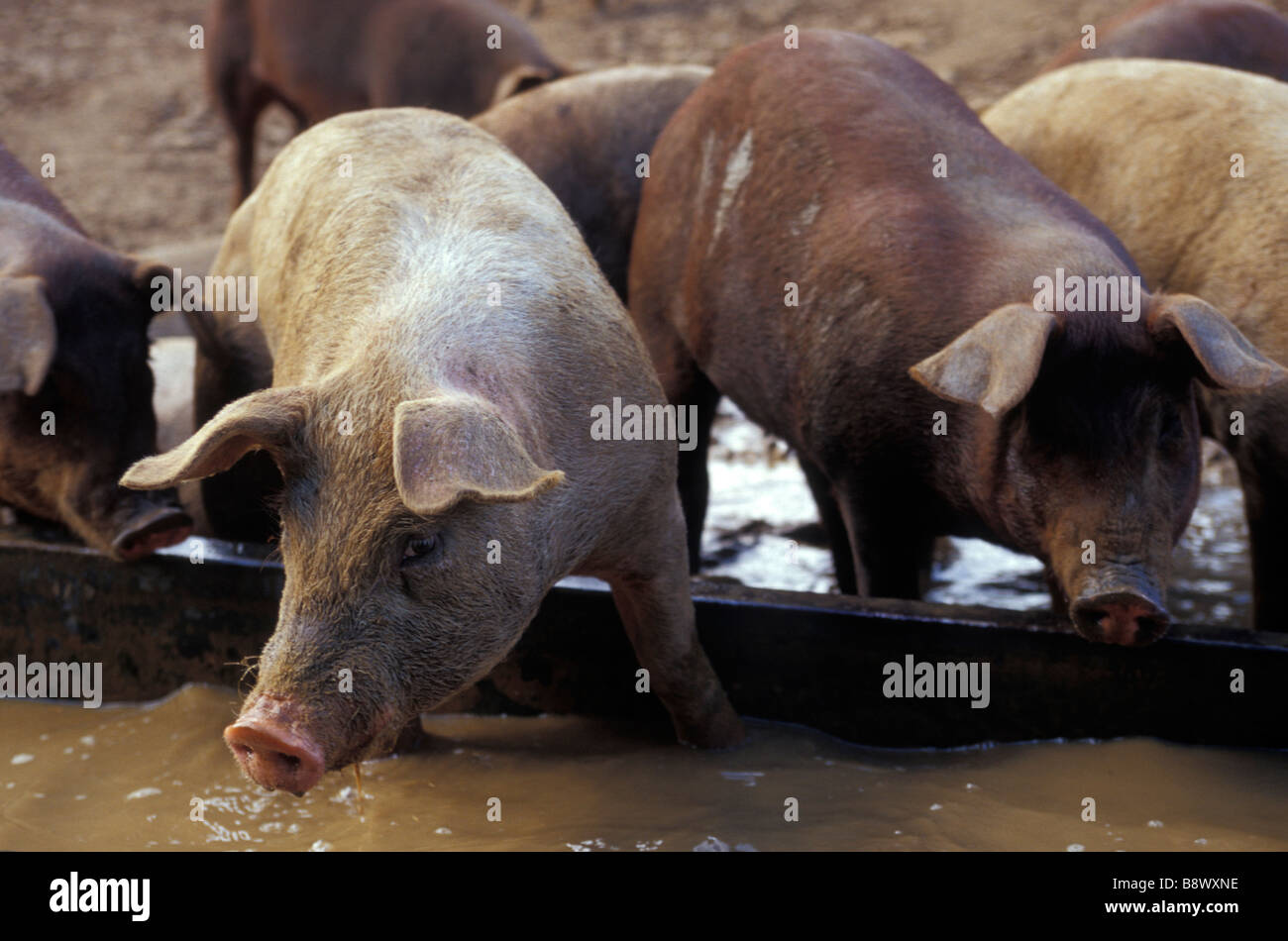 Pigs eating trough hi-res stock photography and images - Alamy