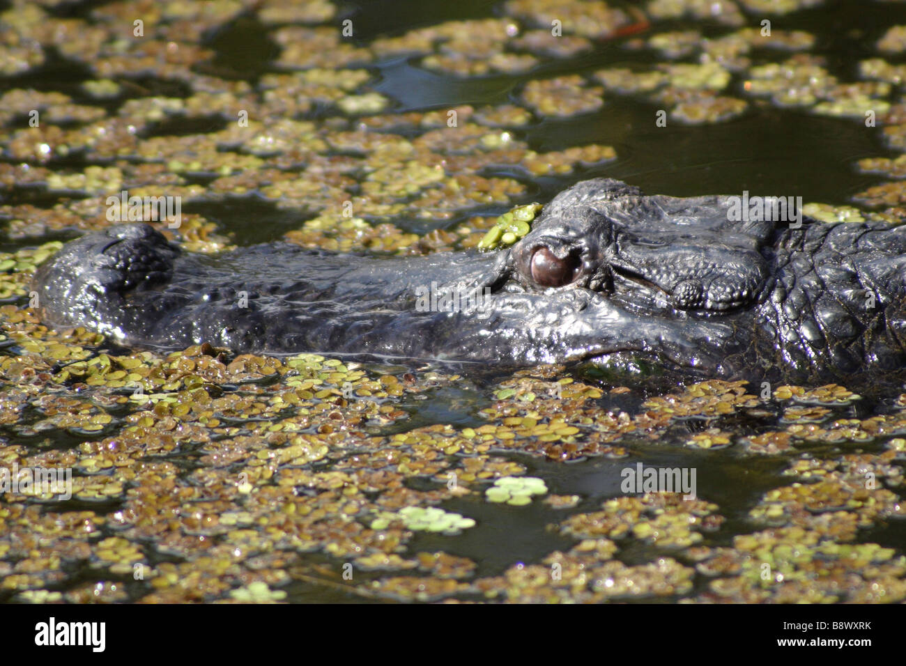 Carnivorous instinct hi-res stock photography and images - Alamy