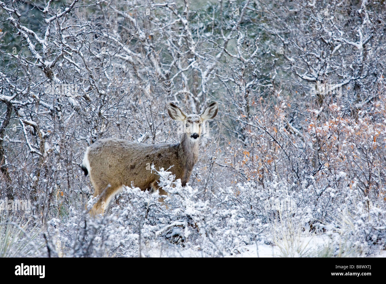 Doe Mule Deer Stock Photo - Alamy