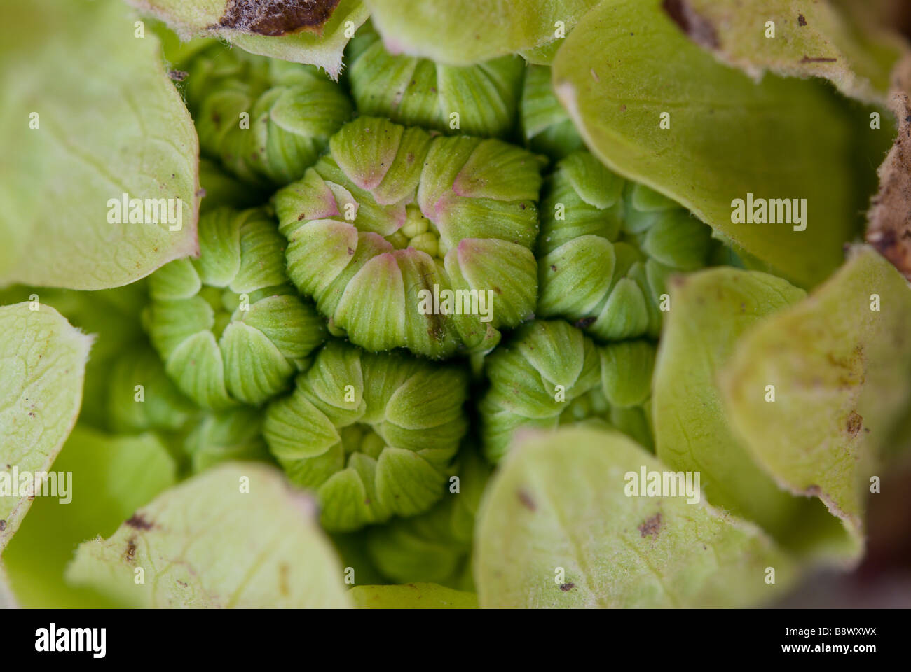 Macro detail of a Japanese Butterbur (Petasites Japonicus) bud or scape ...