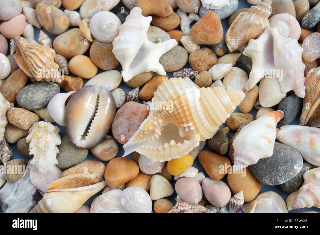 A Collection of Sea Shells Stock Photo - Alamy