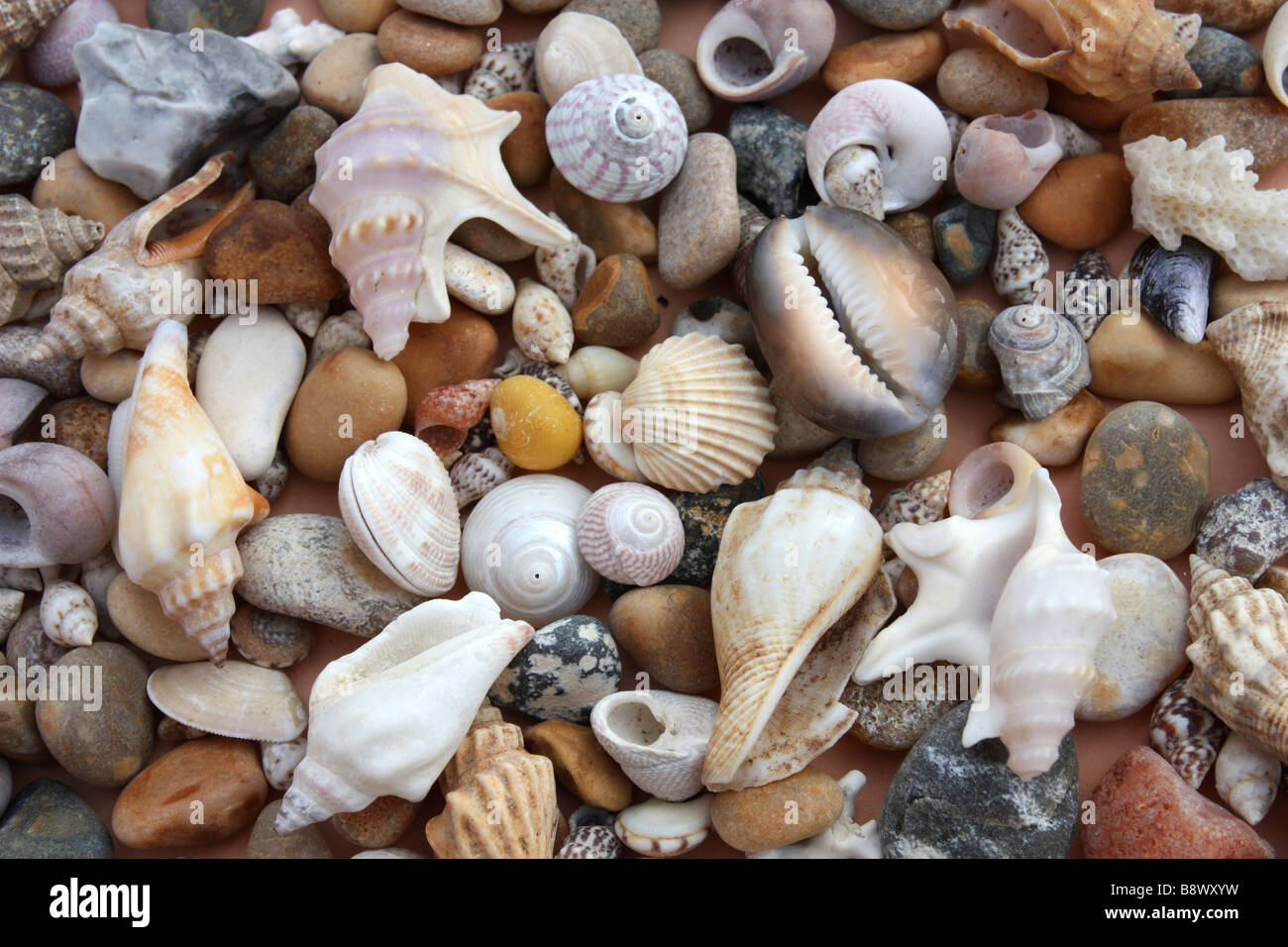 A Collection of Sea Shells Stock Photo - Alamy