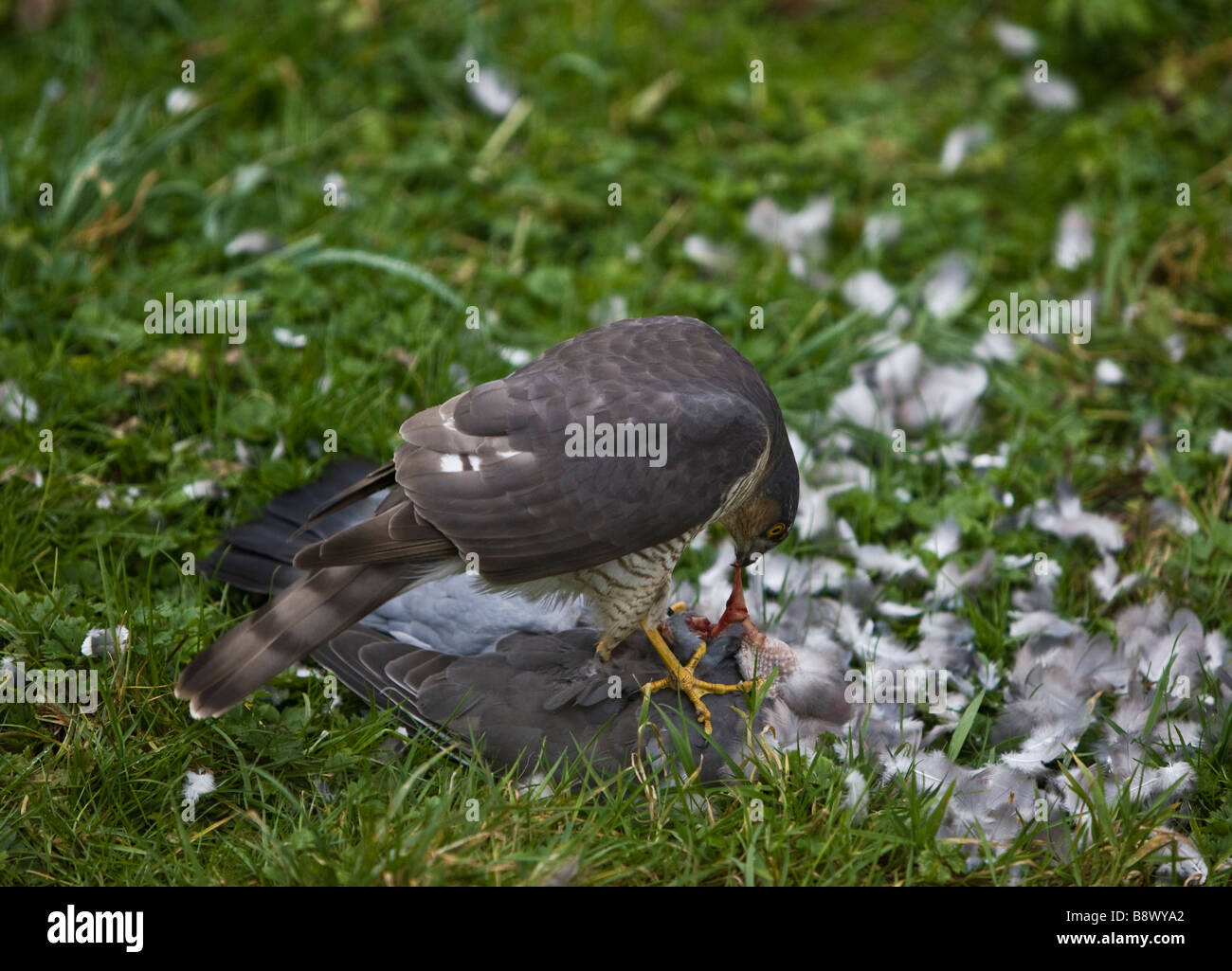 Adult female sparrowhawk feeding on hi-res stock photography and images ...