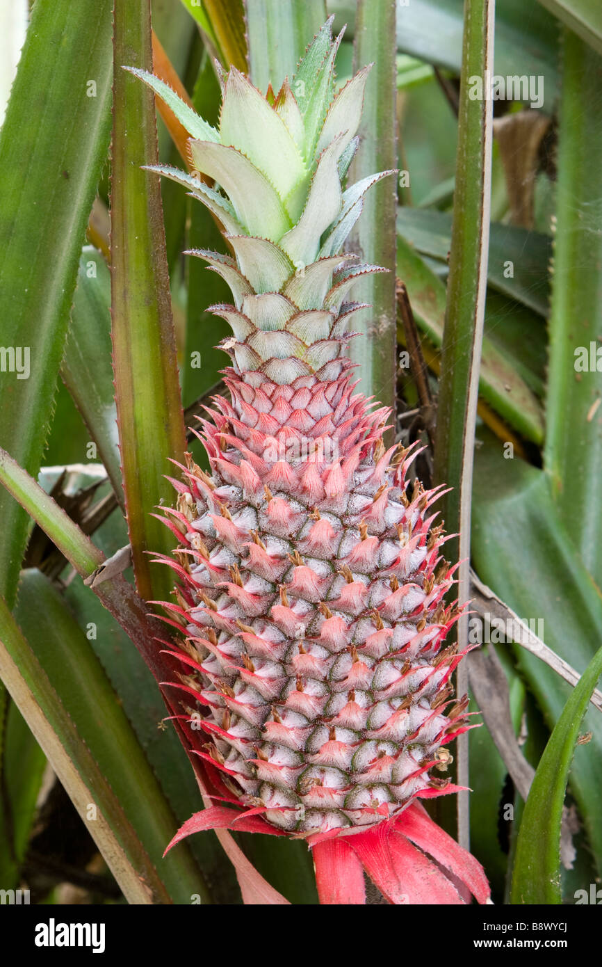 Pineapple fruit spiny spines hi-res stock photography and images - Alamy