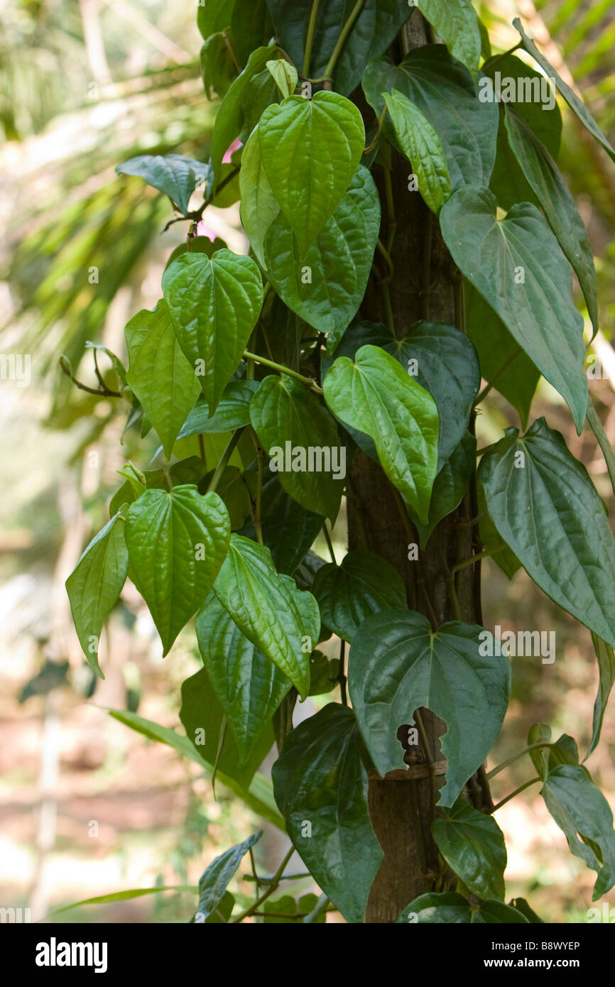 A betel vine Stock Photo - Alamy