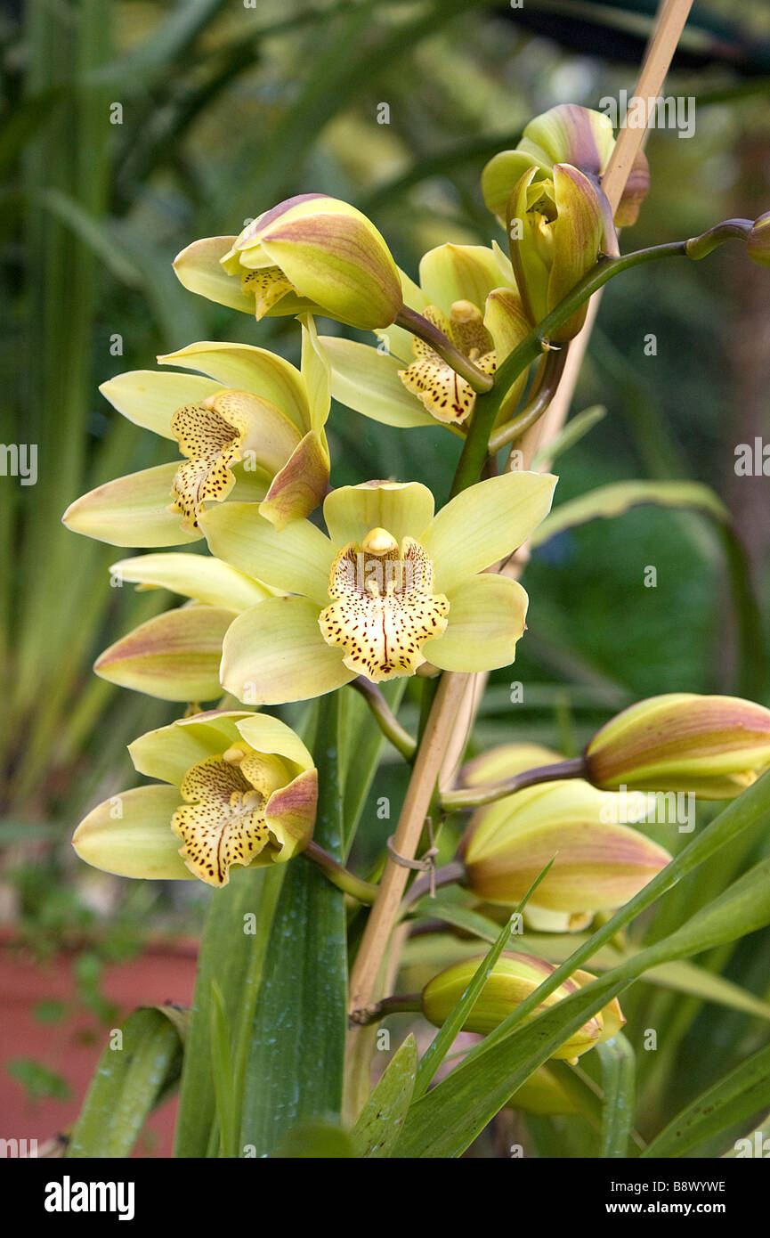 Cymbidium orchidaceae hi-res stock photography and images - Alamy