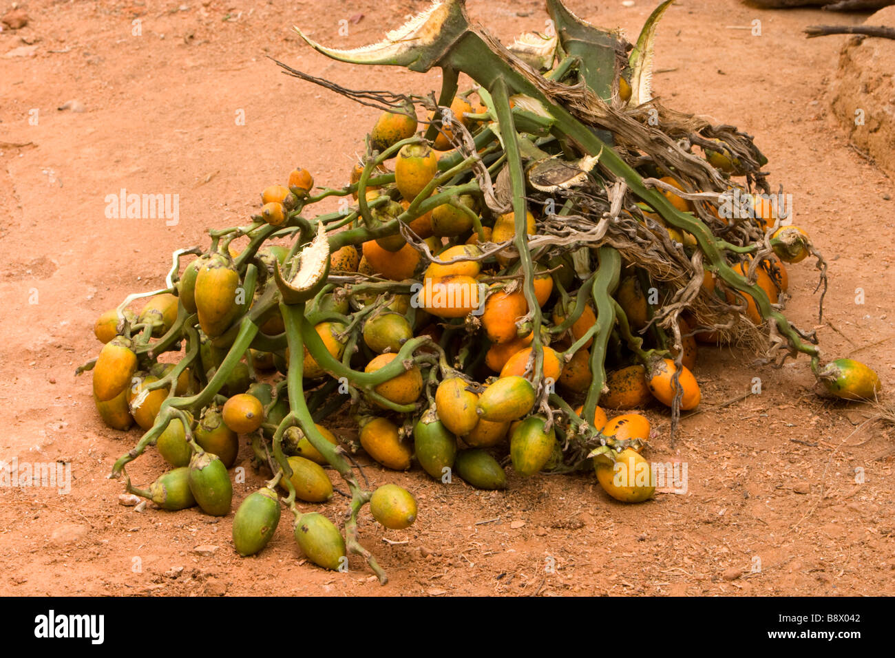 Areca nuts (Betelnuts Stock Photo - Alamy