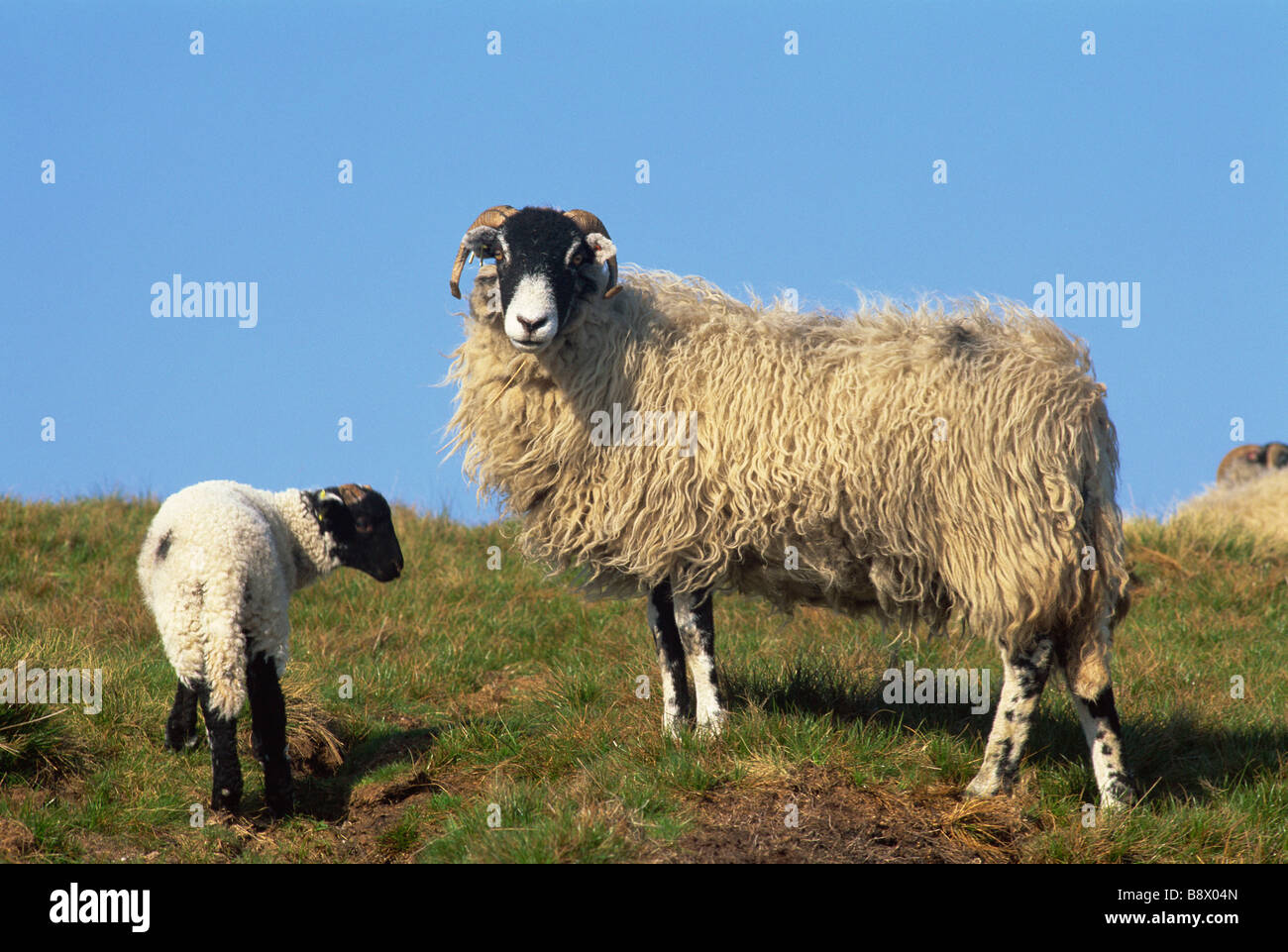Sheep snout hi-res stock photography and images - Alamy