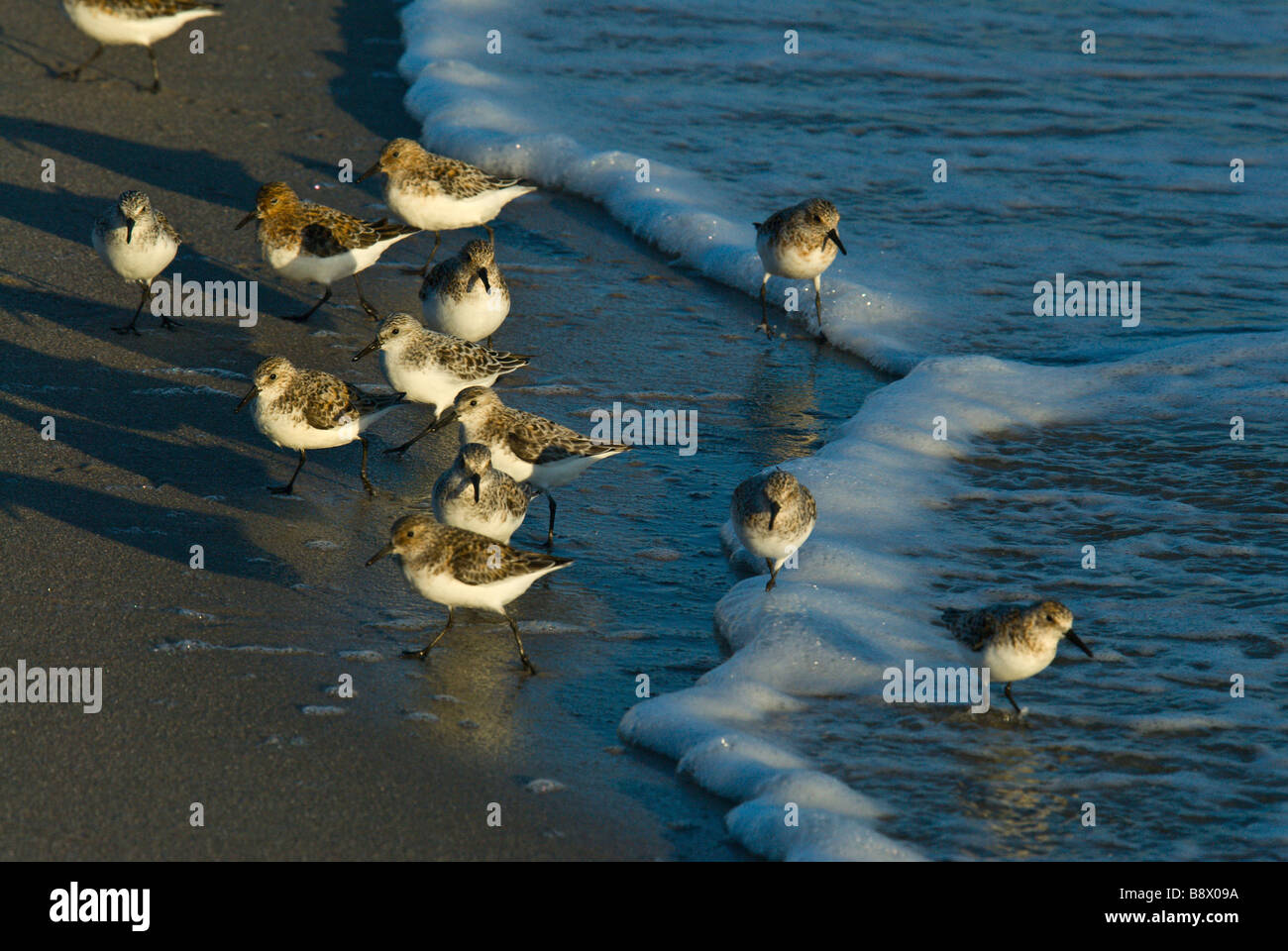 Flock of sandpipers and wave hi-res stock photography and images - Alamy