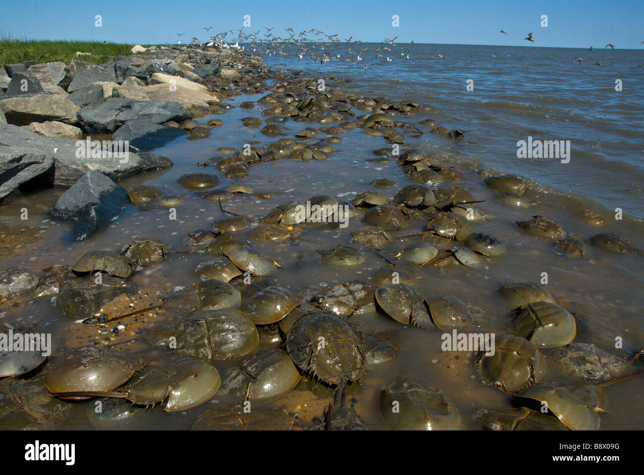 Atlantic horseshoe crab limulus polyphemus hi-res stock photography and ...