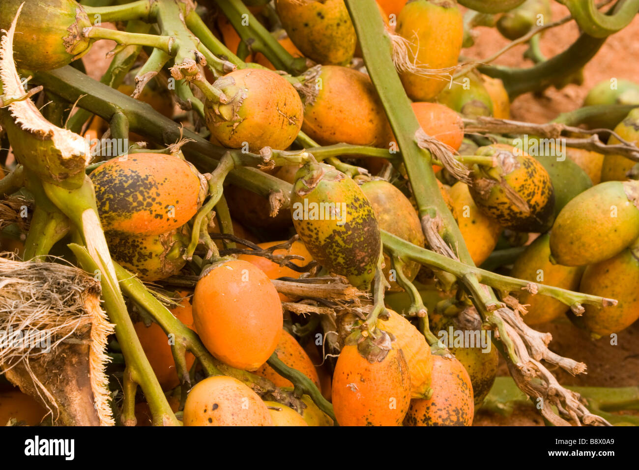 Areca nuts (Betelnuts Stock Photo - Alamy