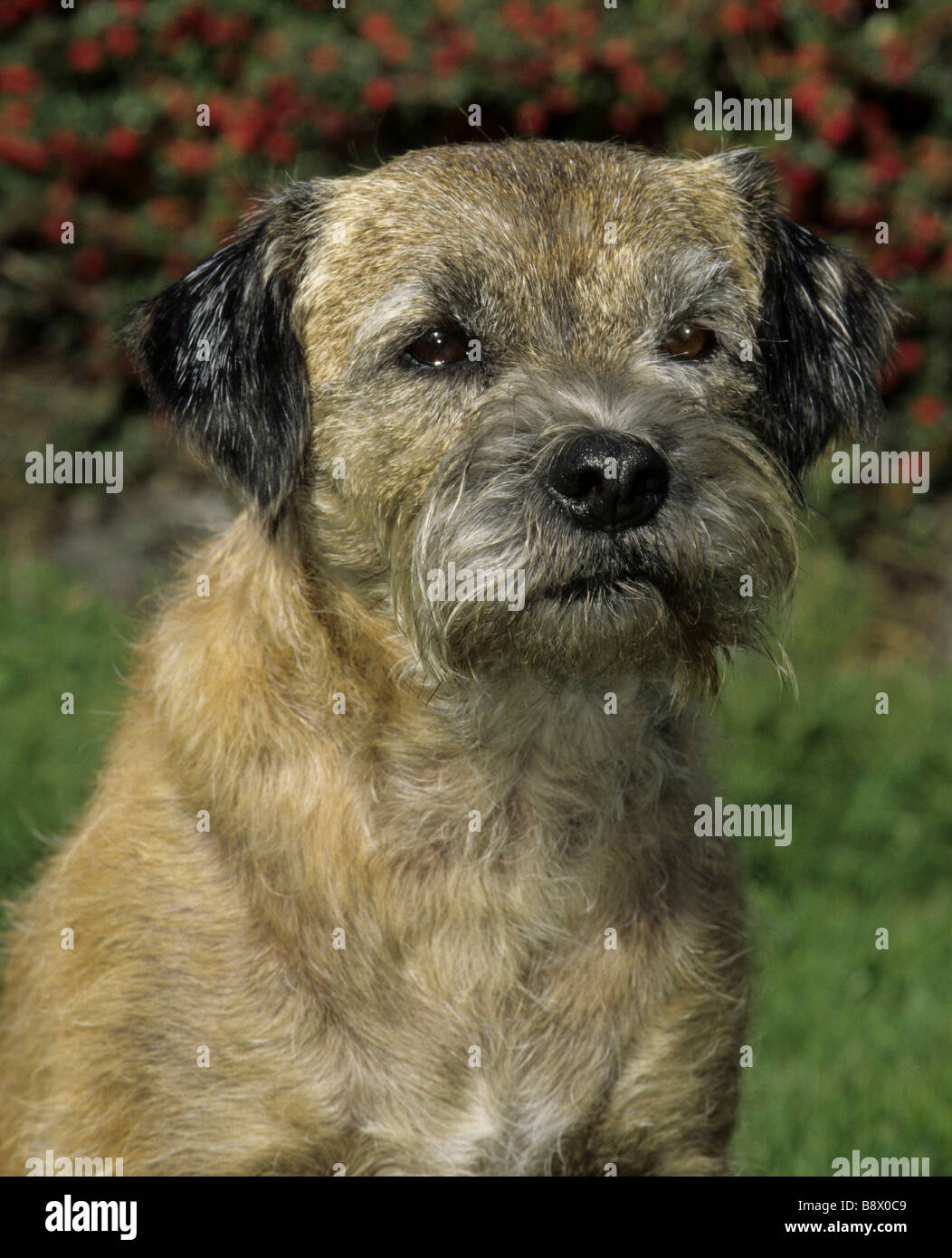 Border terrier face close up hi-res stock photography and images - Alamy