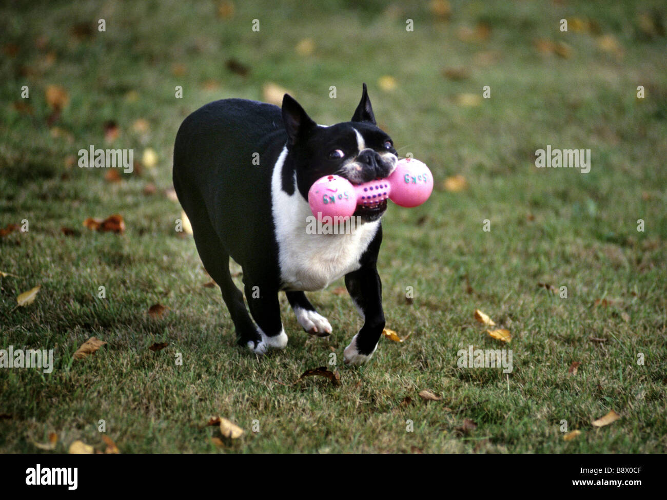 Boston Terrier carrying a dumbbell in its mouth Stock Photo - Alamy