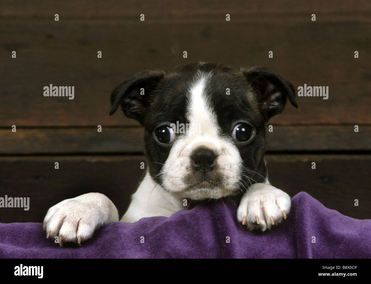 Boston Terrier puppy in a wooden box Stock Photo - Alamy