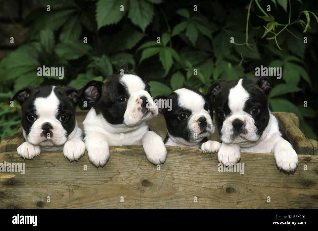 Dog in a box hi-res stock photography and images - Alamy