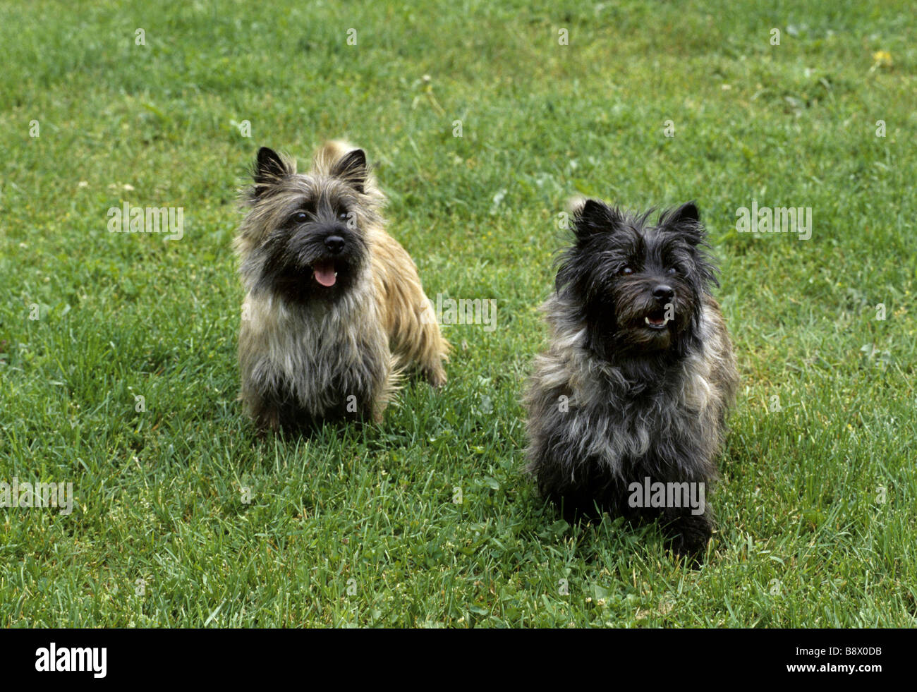 Two Border Terriers standing in a field Stock Photo - Alamy