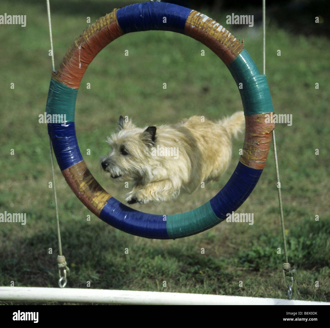 Dog jumping through hoop hi-res stock photography and images - Alamy