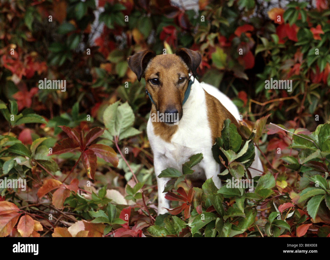 Jack Russell Terrier in a bush Stock Photo - Alamy