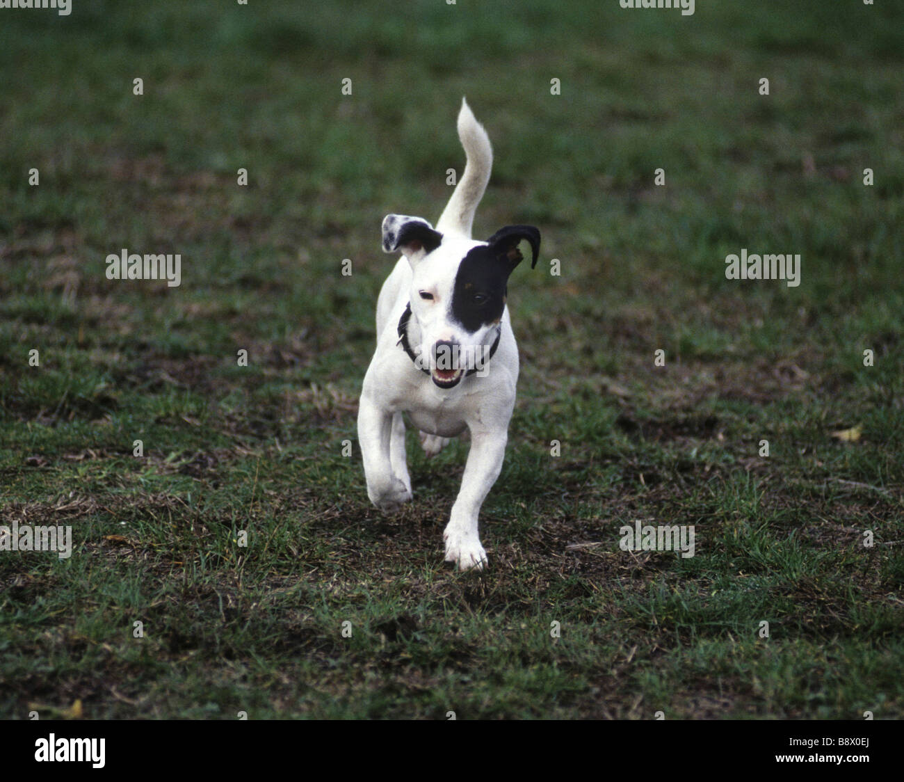 Jack russell terrier adult running hi-res stock photography and images ...