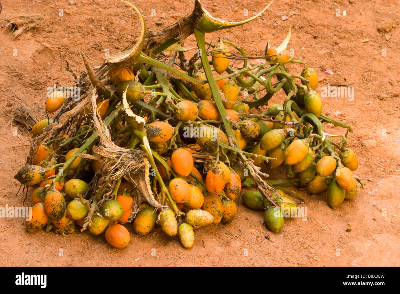 Areca nuts (Betelnuts Stock Photo - Alamy