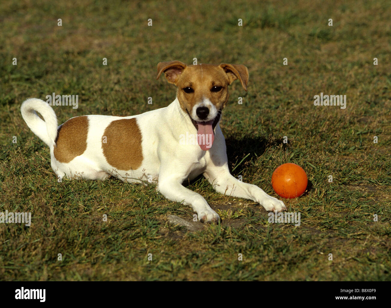 Jack Russell Terrier sitting near a ball in a field Stock Photo - Alamy