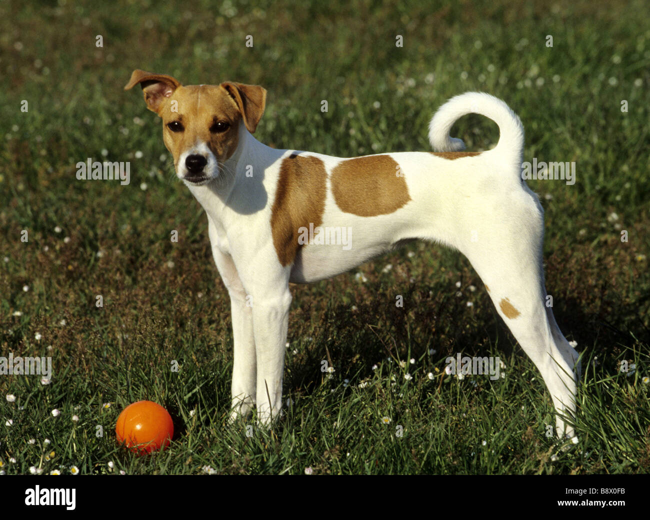 Jack Russell Terrier with a ball in a field Stock Photo - Alamy