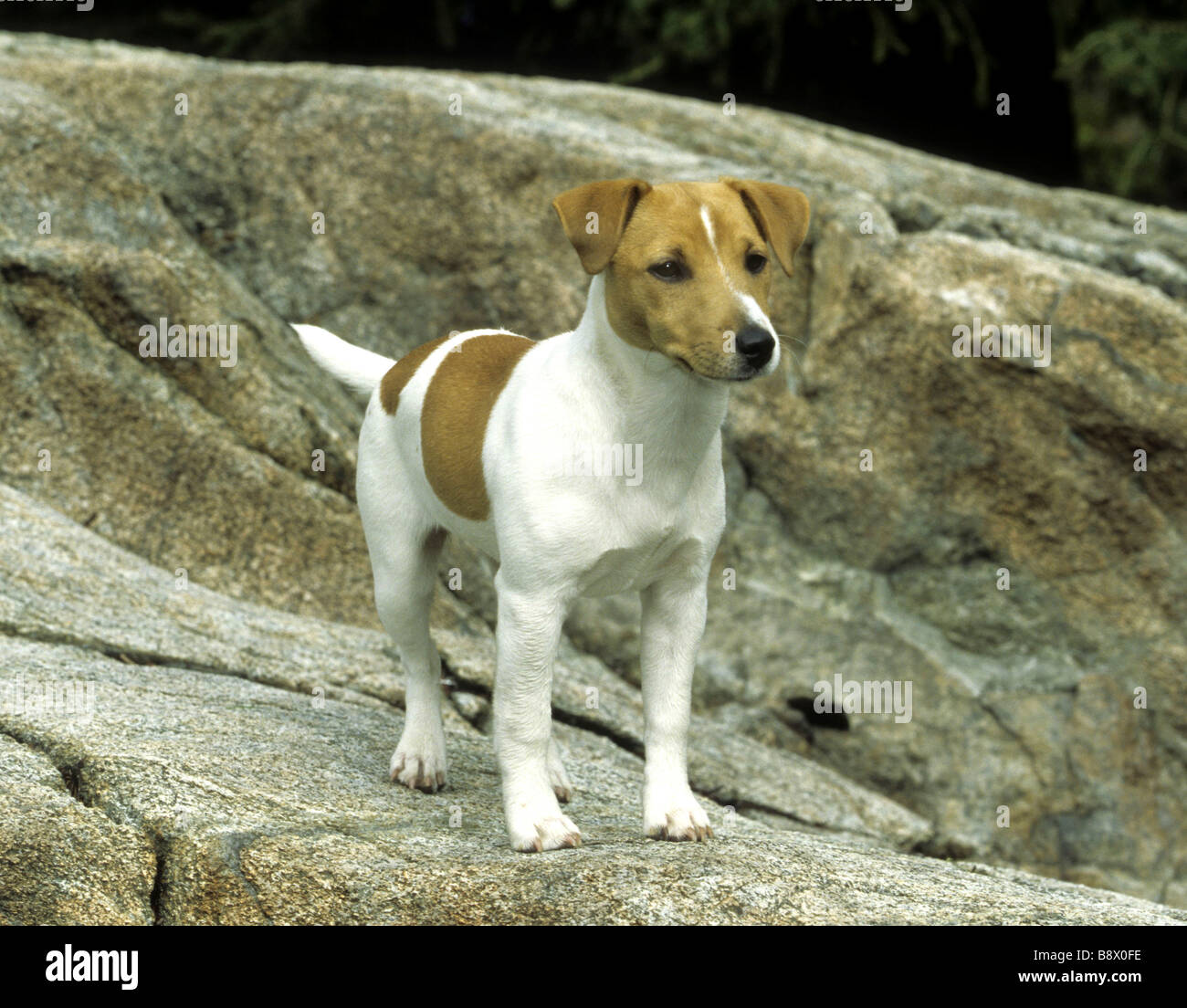 Jack standing hi-res stock photography and images - Alamy