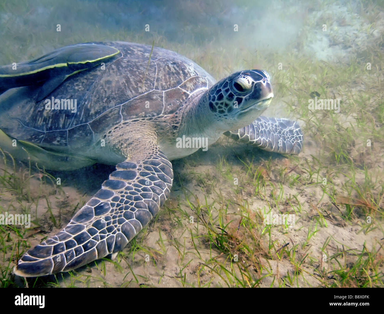 Underwater landscape with turtle The Red Sea Stock Photo - Alamy