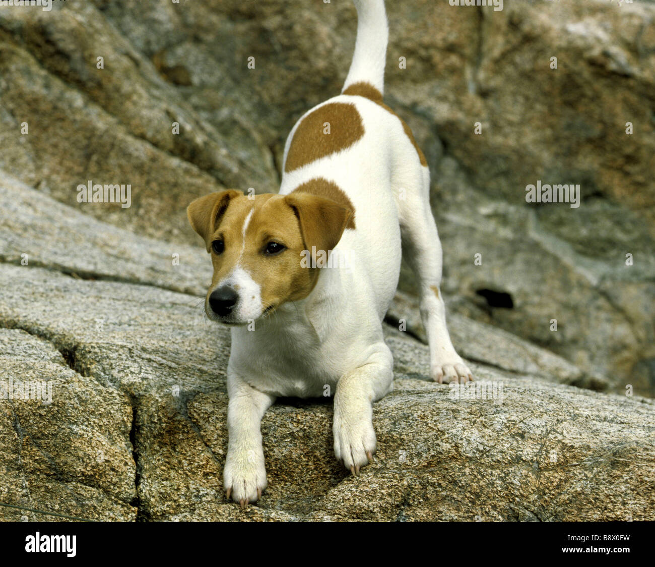 Jack russell terrier hi-res stock photography and images - Alamy