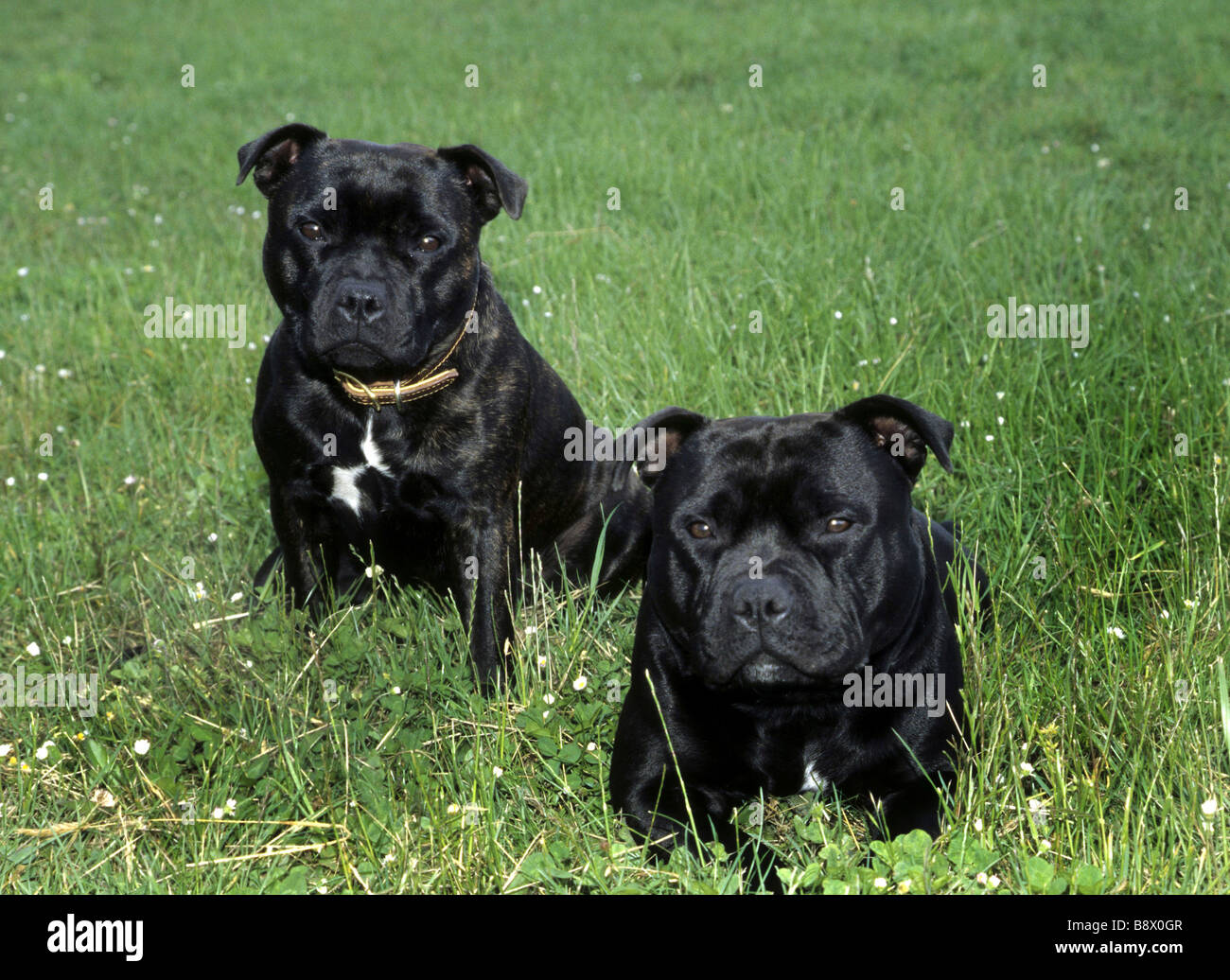 Two terriers hi-res stock photography and images - Alamy