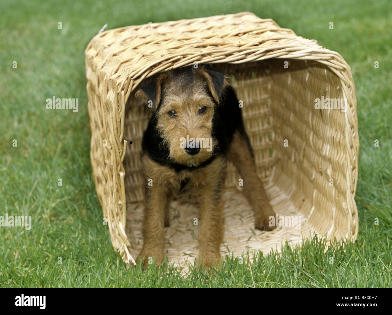 Yorkshire Terrier puppy in a wicker basket Stock Photo - Alamy