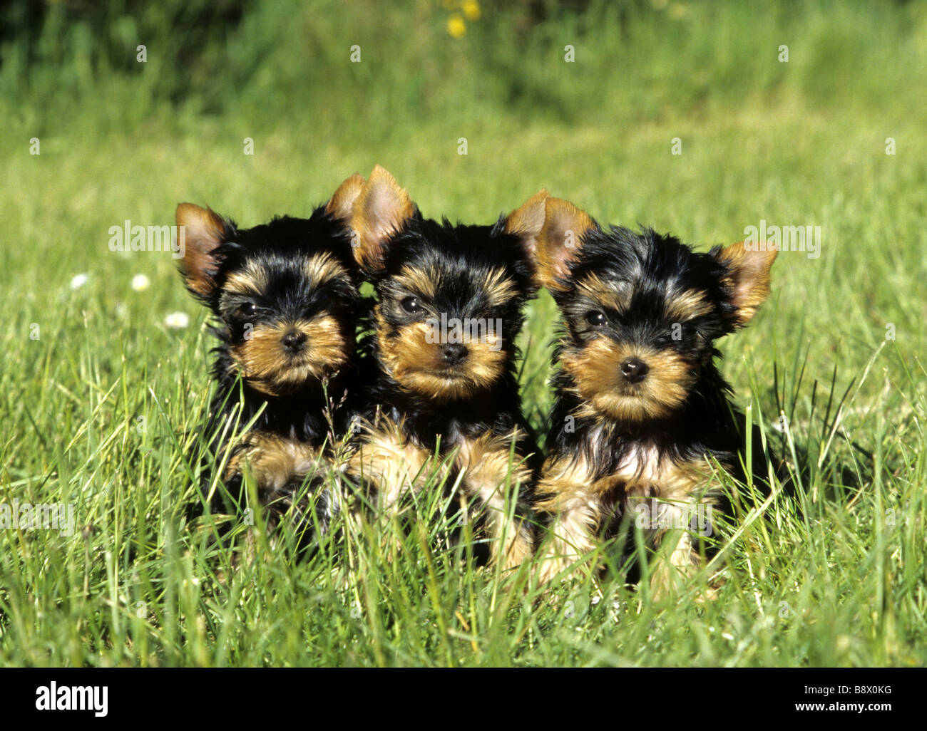 Three Yorkshire Terrier puppies in a field Stock Photo - Alamy