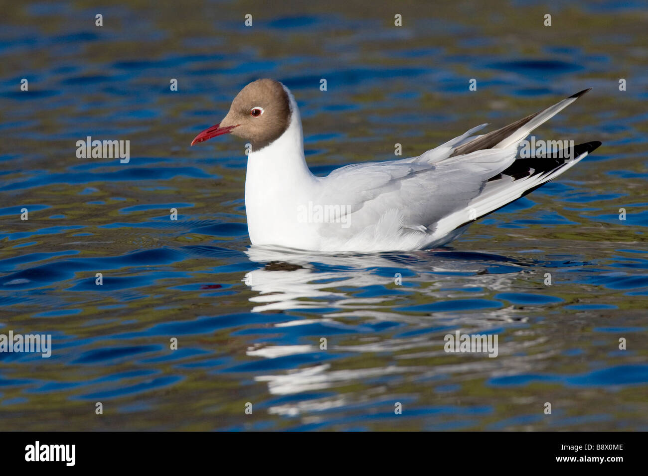 Black-Headed Gull (Larus ridibundus) swimming in water Stock Photo - Alamy