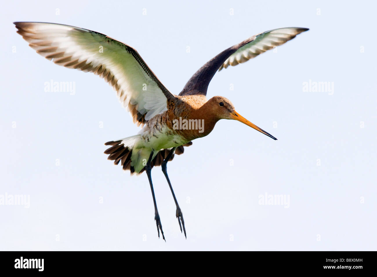 Bar-Tailed godwit (Limosa lapponica) in flight Stock Photo - Alamy
