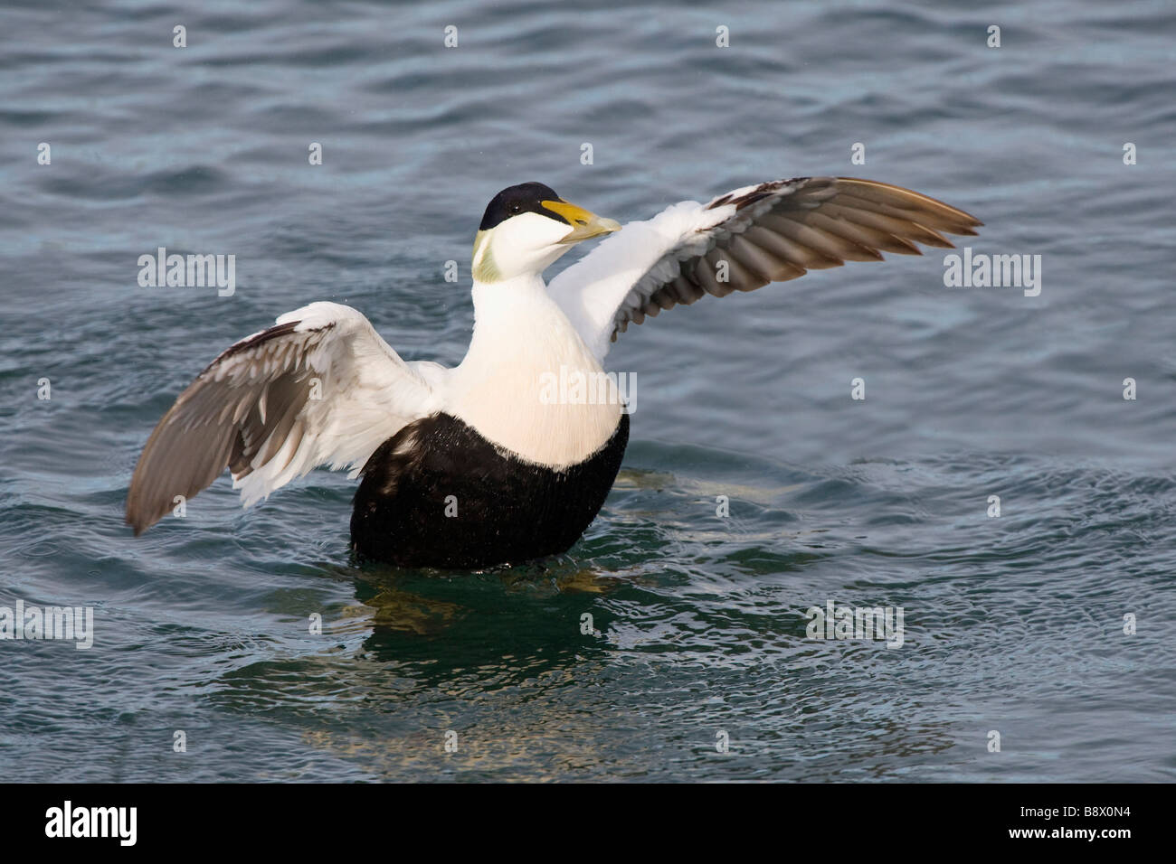 Common eider (Somateria mollissima) flapping its wings in water Stock Photo - Alamy