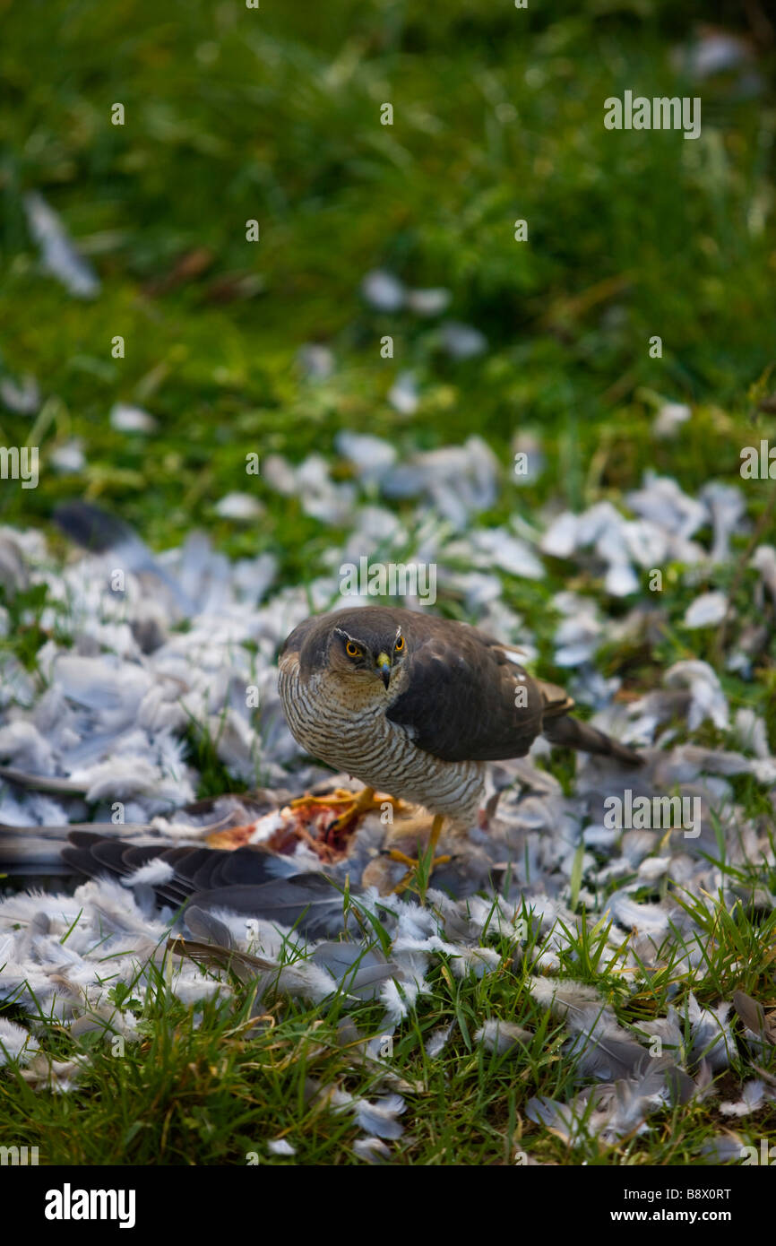 Adult female sparrowhawk feeding on hi-res stock photography and images ...
