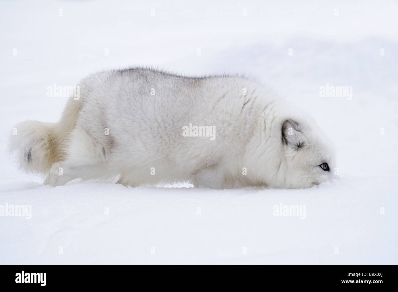 Arctic fox (Alopex lagopus) digging snow with its mouth Stock Photo - Alamy