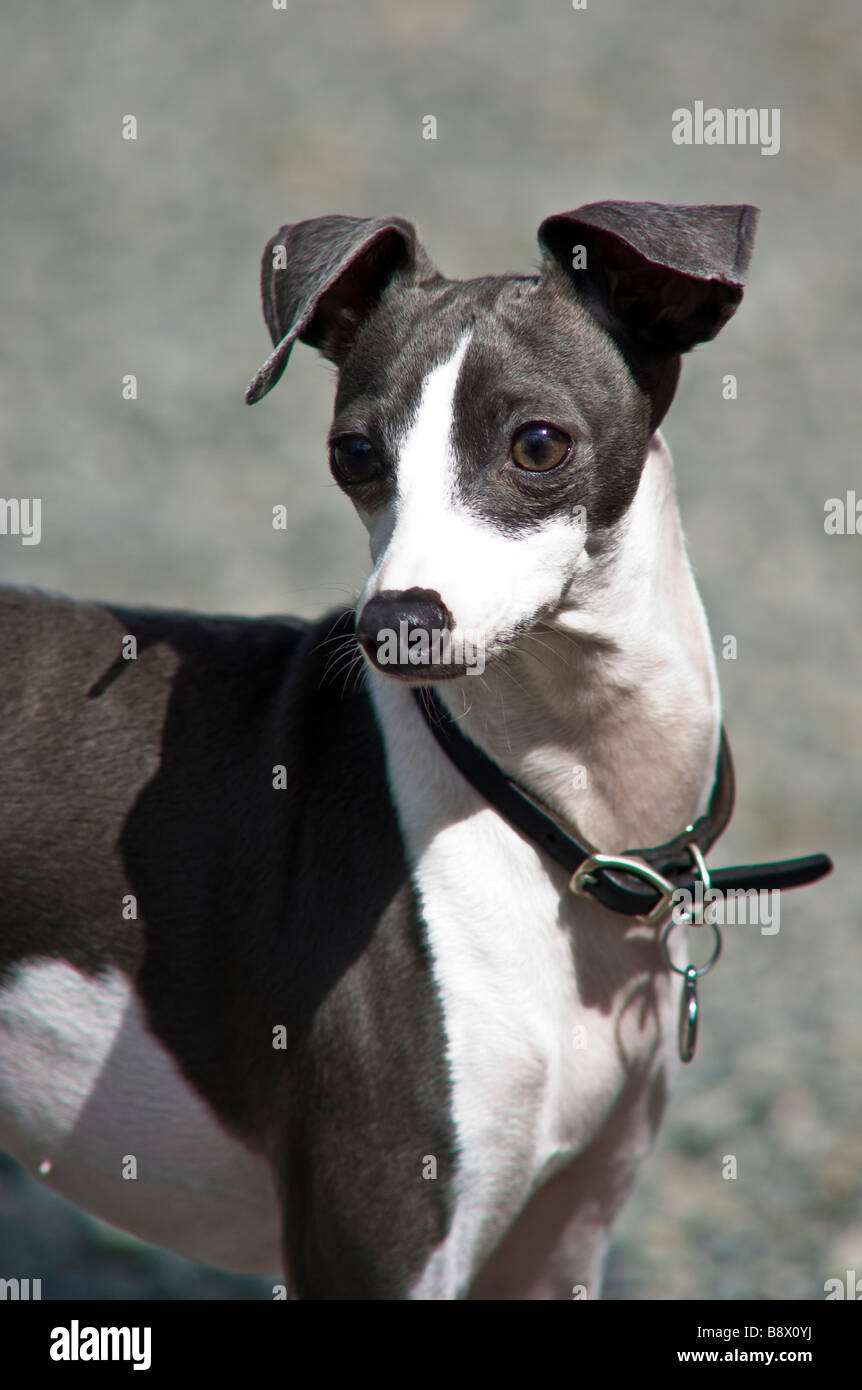 A little Italian Greyhound alert and looking out for its master Stock ...