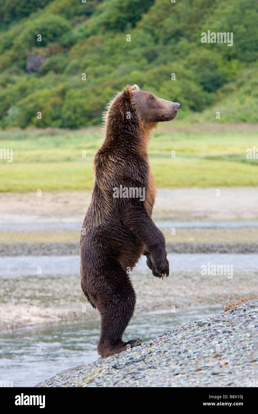Bear standing side view hi-res stock photography and images - Alamy