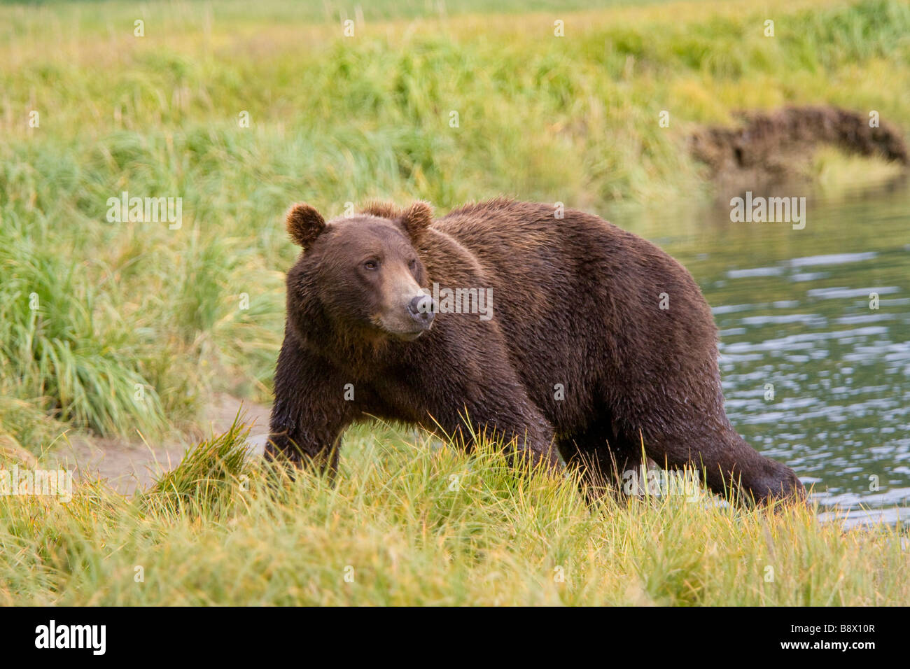 Bear standing side view hi-res stock photography and images - Alamy