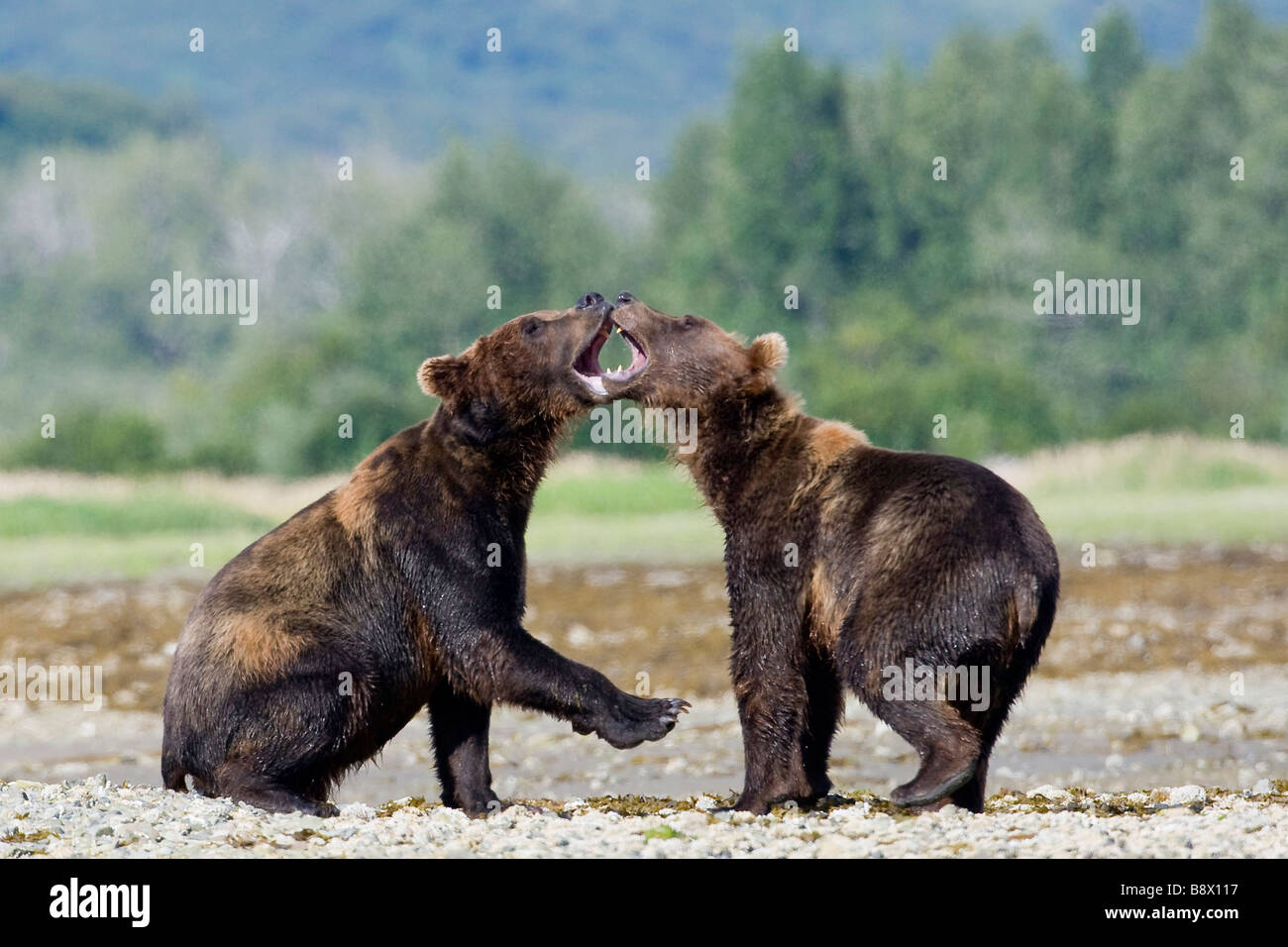 Two Grizzly Bears High Resolution Stock Photography and Images - Alamy