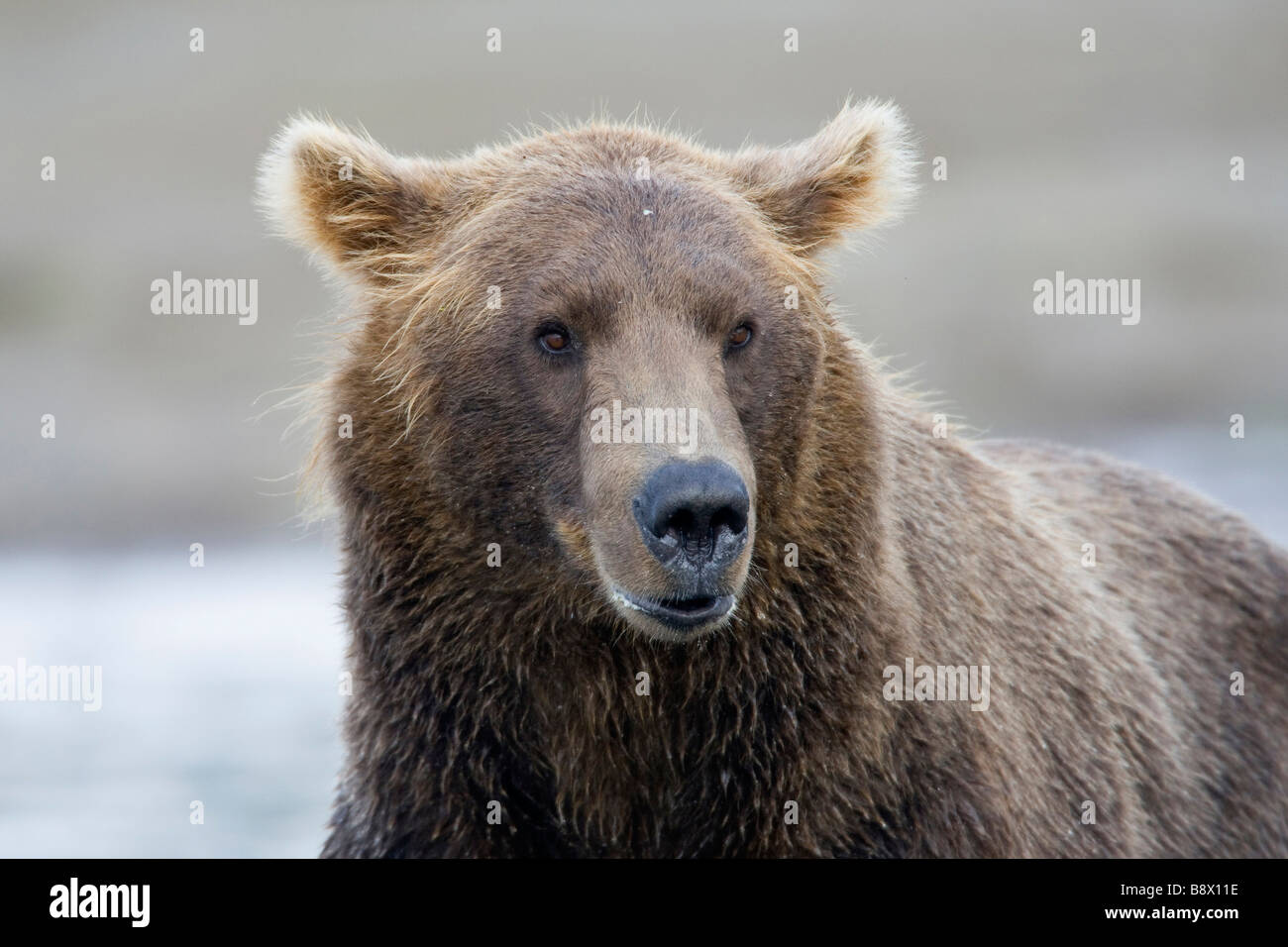 Close-up of a Grizzly bear (Ursus arctos horribilis Stock Photo - Alamy